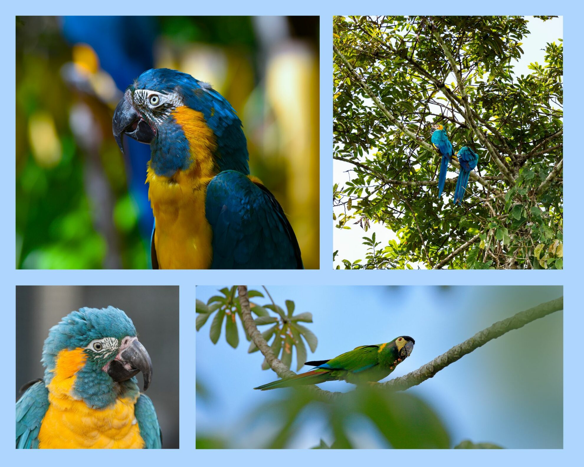Leben im Dschungel: Tiere des Amazonas-Regenwaldes – Südamerika ...