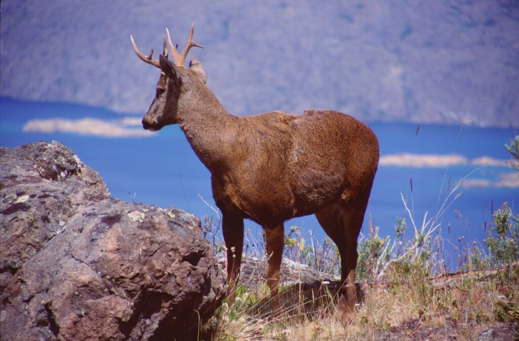 Liebeserklärung an Patagonien | Südamerika-Reiseportal Blog